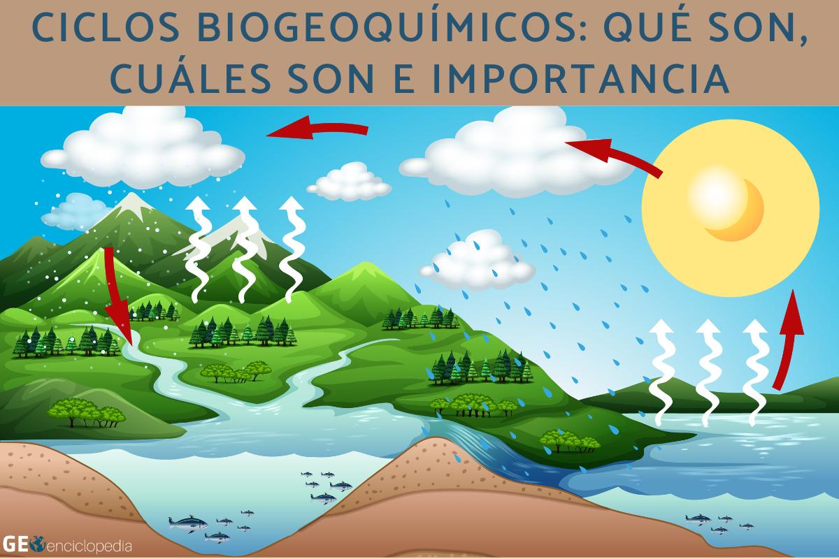 Ciclos biogeoquímicos: qué son, cuáles son e importancia - Resumen