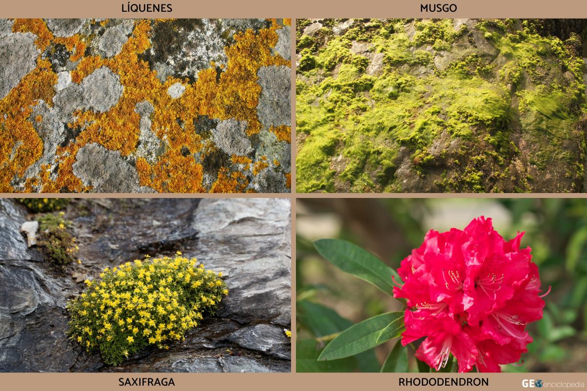 Monte Everest - Características, formación, flora y fauna