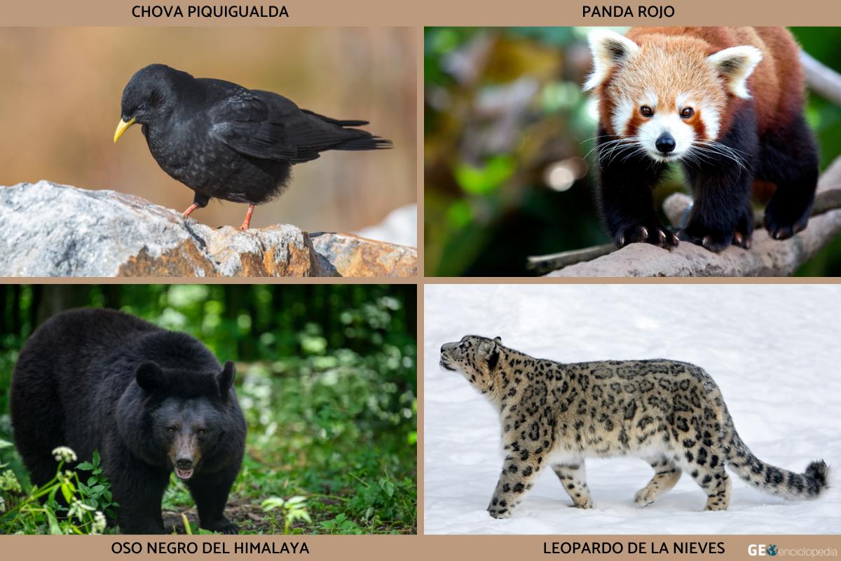 Monte Everest - Características, formación, flora y fauna