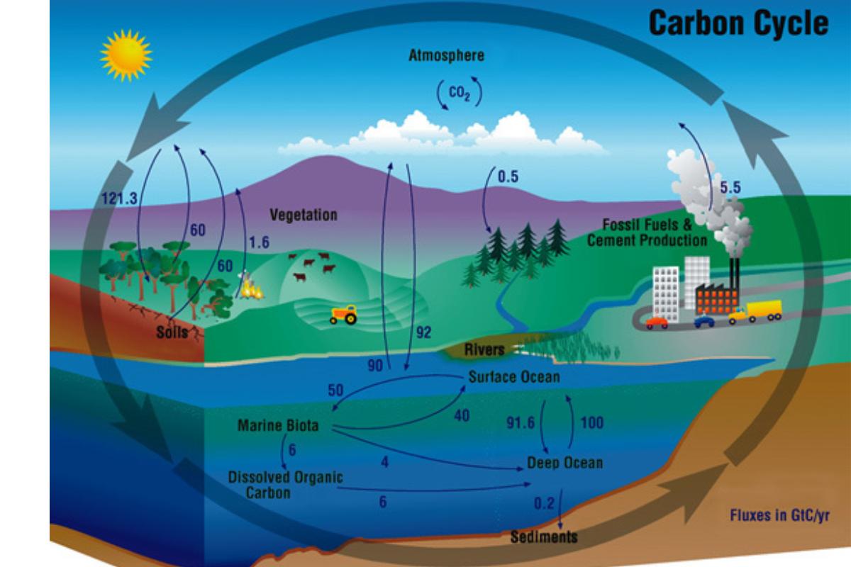 Sumideros de carbono: qué son, tipos, ejemplos e importancia