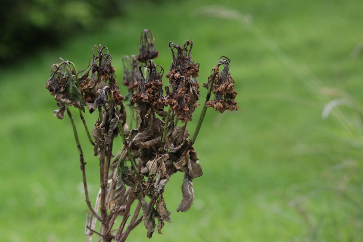 Helada negra: qué es, temperatura, consecuencias y diferencias - Resumen