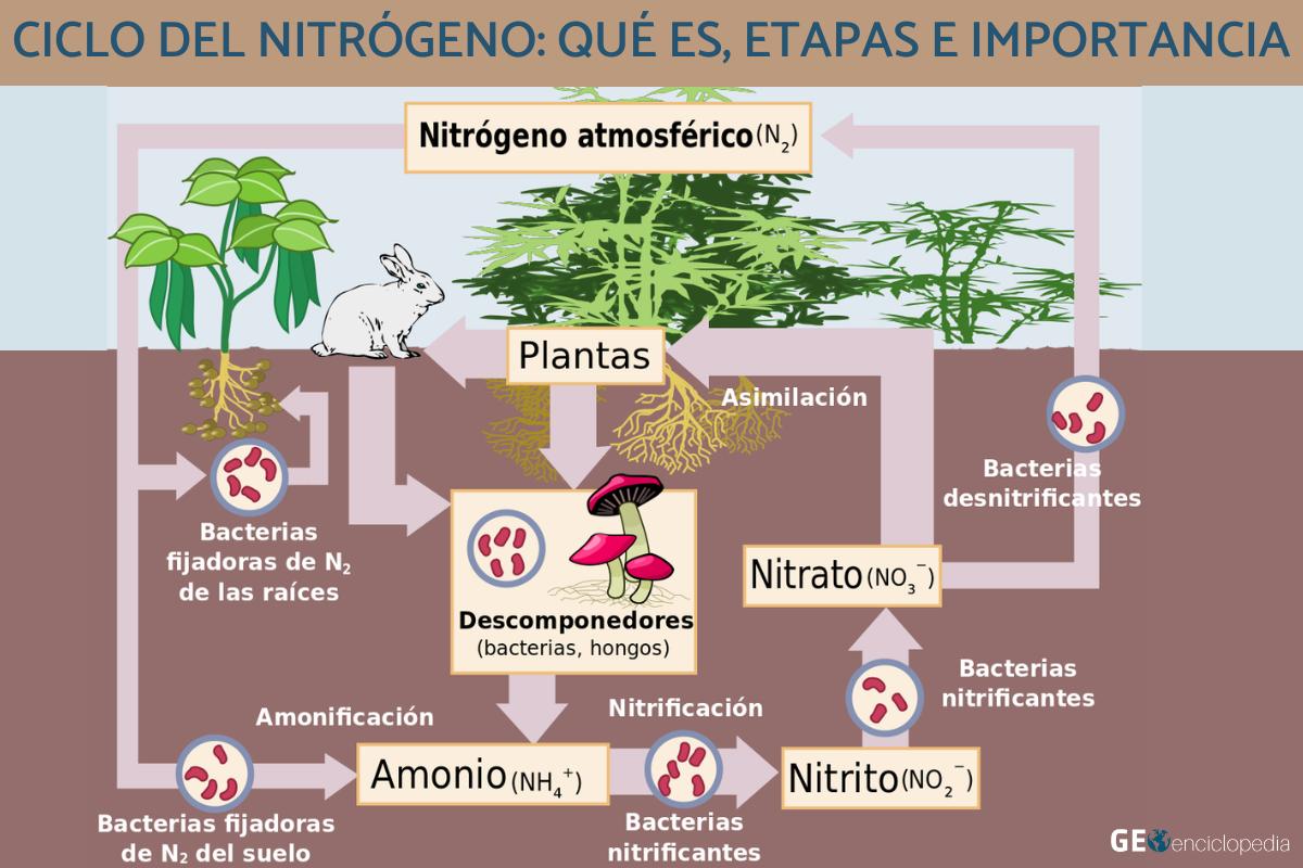 Ciclo Del Nitrogeno