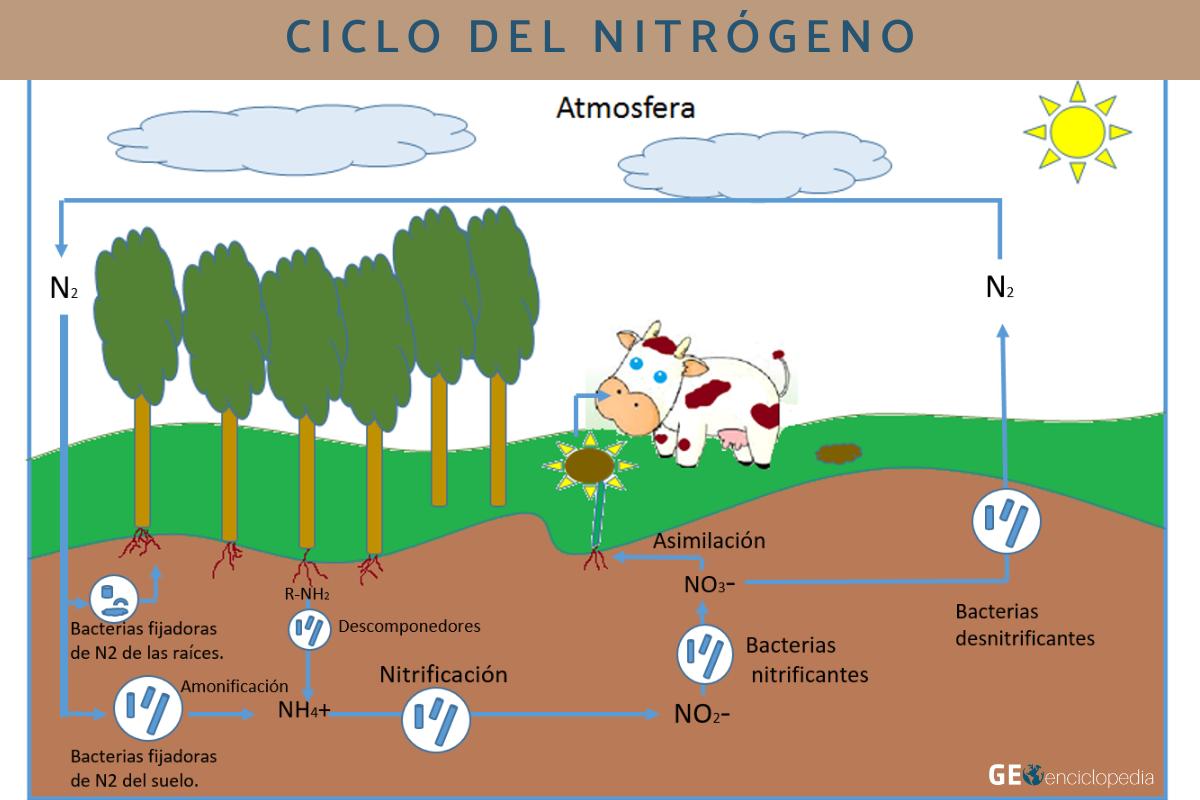 Ciclo del nitrógeno: qué es, etapas e importancia - Resumen