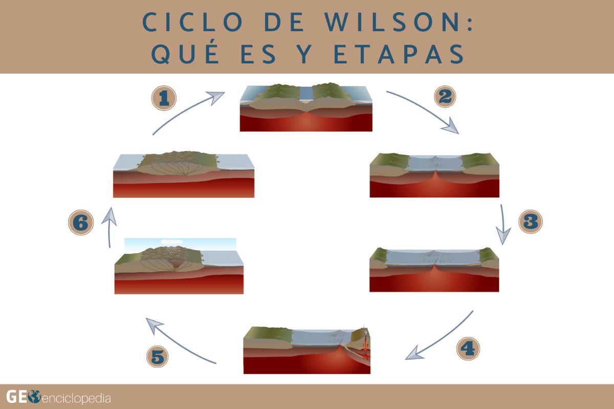 Ciclo de Wilson: qué es y etapas - Resumen