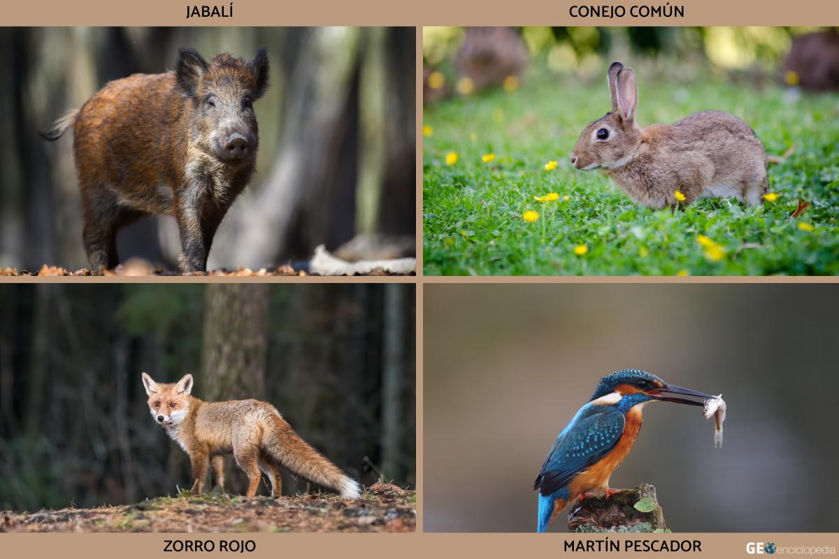 Río Júcar - Características, historia, flora y fauna