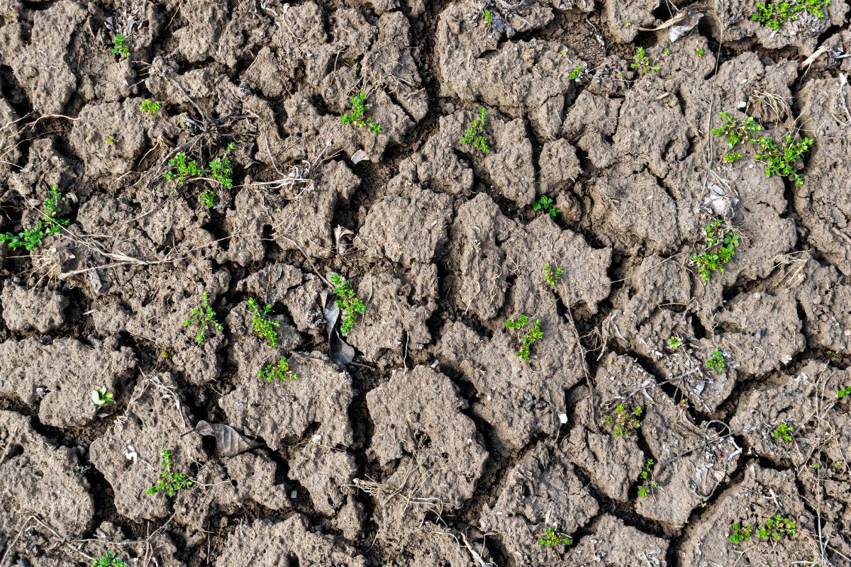 Degradación del suelo: qué es, causas y consecuencias - Resumen