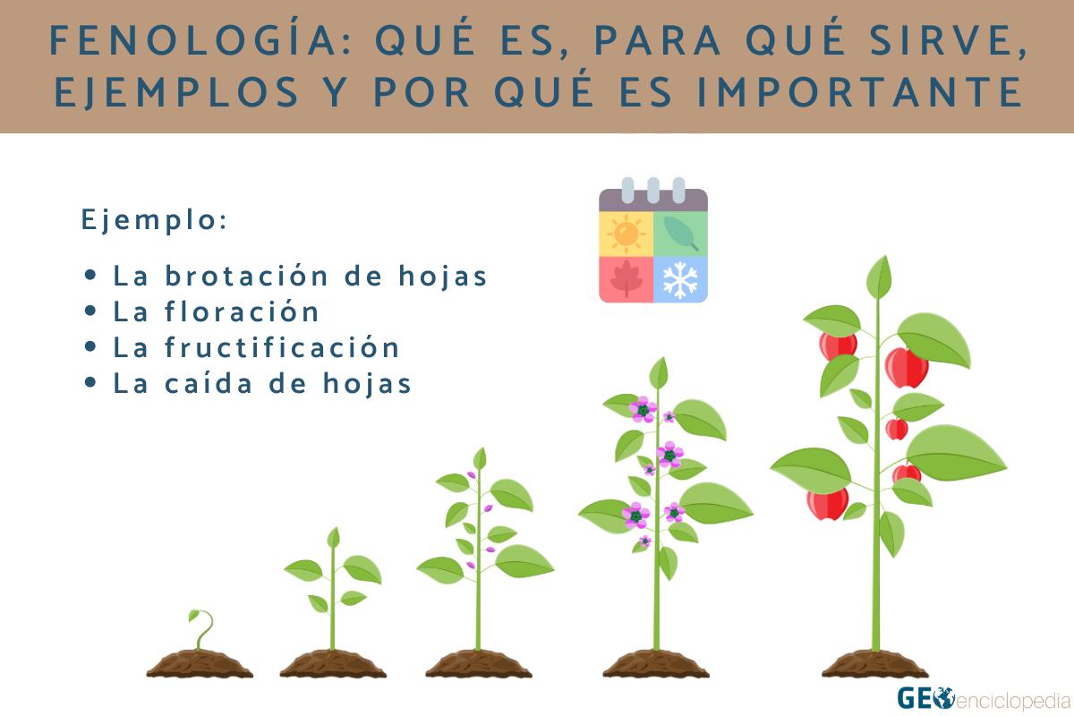 Fenología: qué es, para qué sirve, ejemplos y por qué es importante