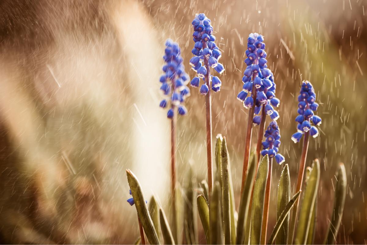 Llovizna: qué es, efectos y dónde ocurre - Resumen