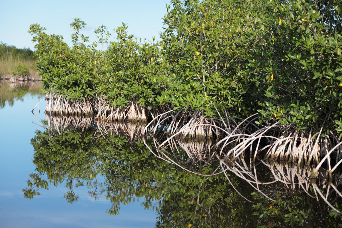 Manglares: qué son, tipos, flora y fauna - Resumen