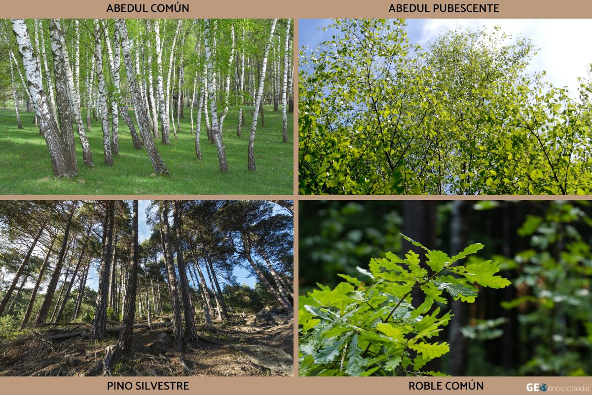 Monte Elbrús - Características, formación, flora y fauna