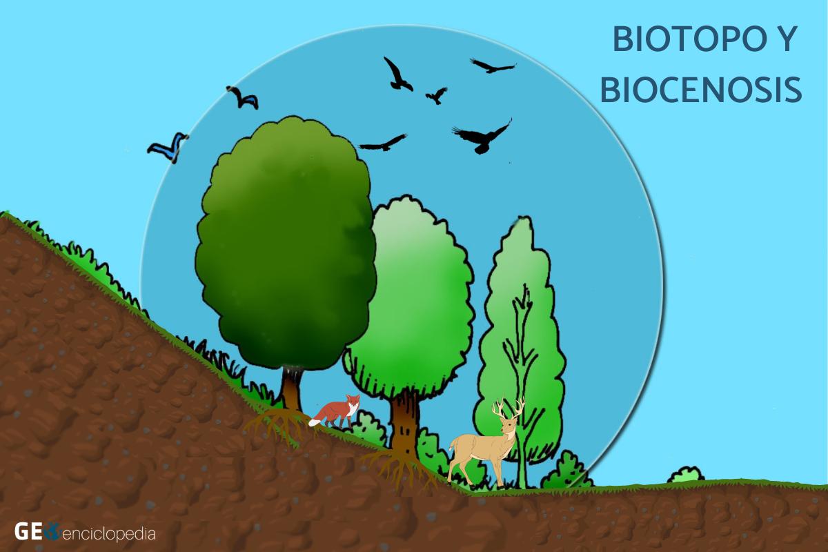 Qué es un biotopo - Resumen