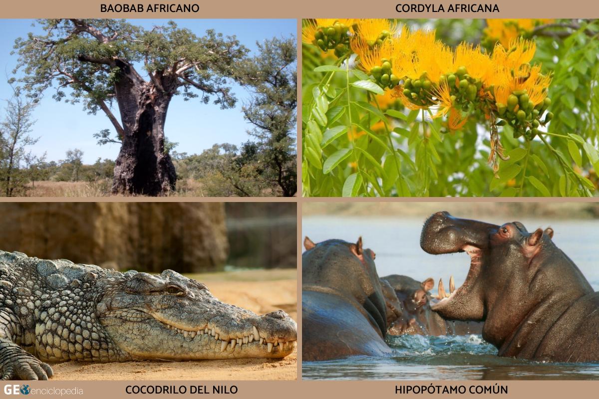 Río Limpopo - Características, flora y fauna