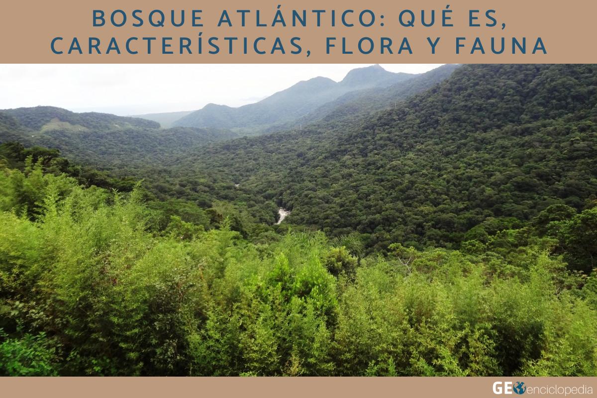 Bosque atlántico: qué es, características, flora y fauna - Resumen