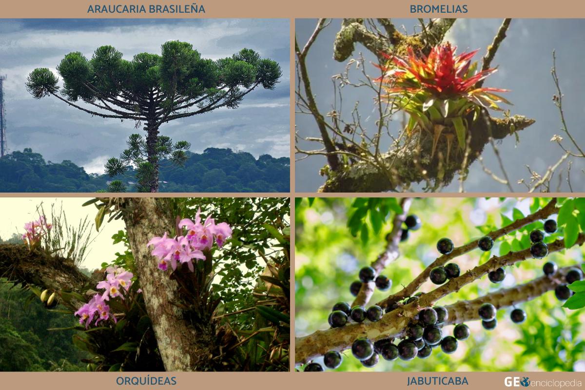 Bosque atlántico: qué es, características, flora y fauna - Resumen