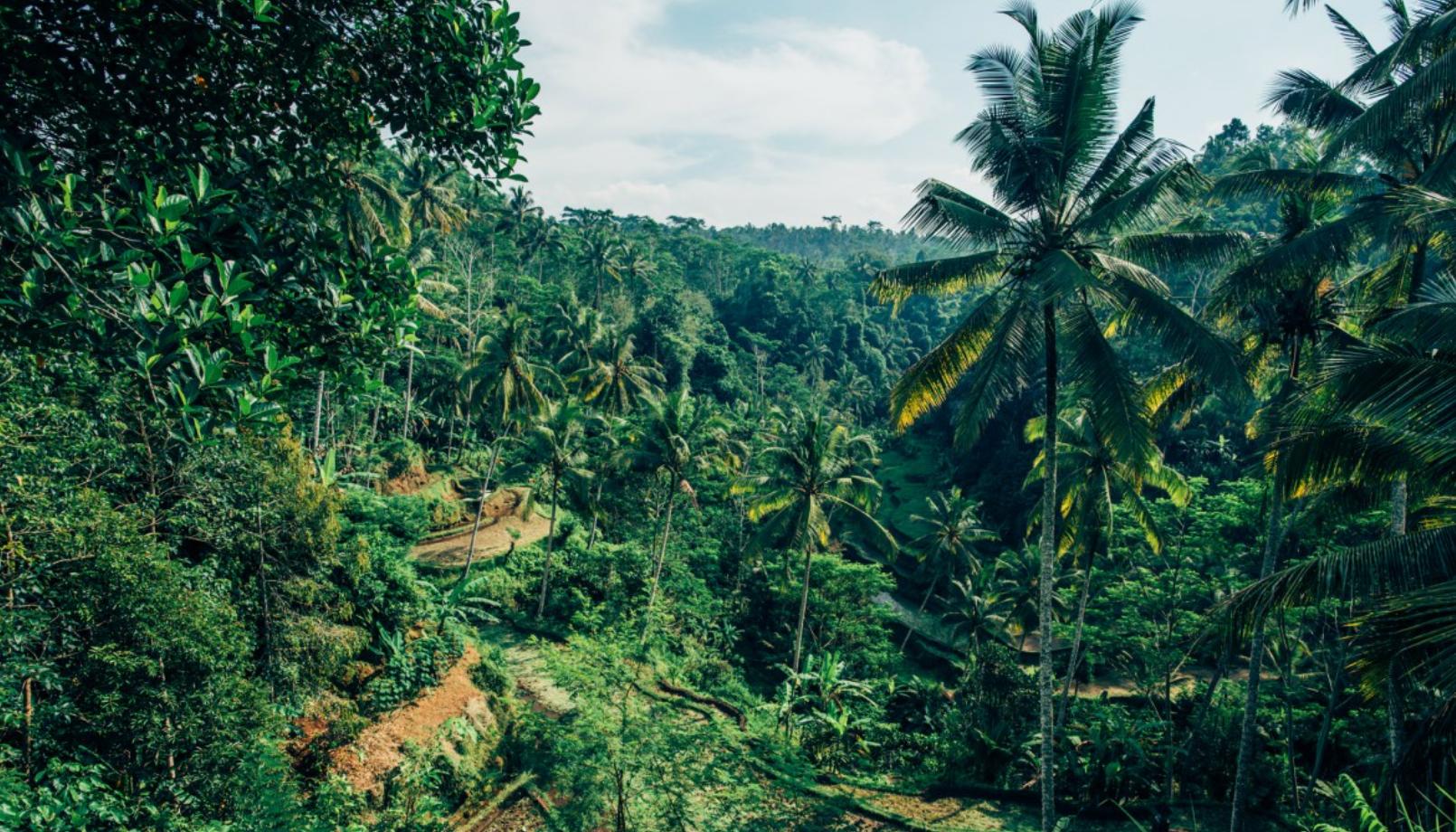 Tipos de selvas - Nombres, características y fotos