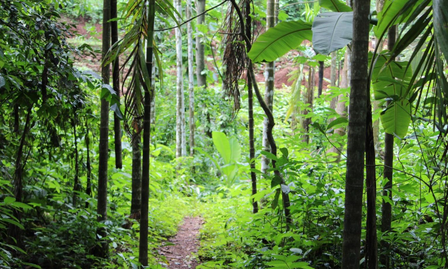 Tipos de selvas - Nombres, características y fotos