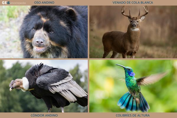 Páramos: qué son, características, tipos, flora y fauna - Resumen