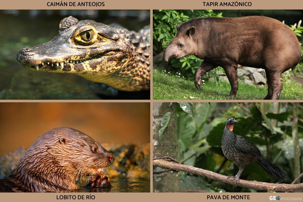 Río Paraná - Características, historia, flora y fauna