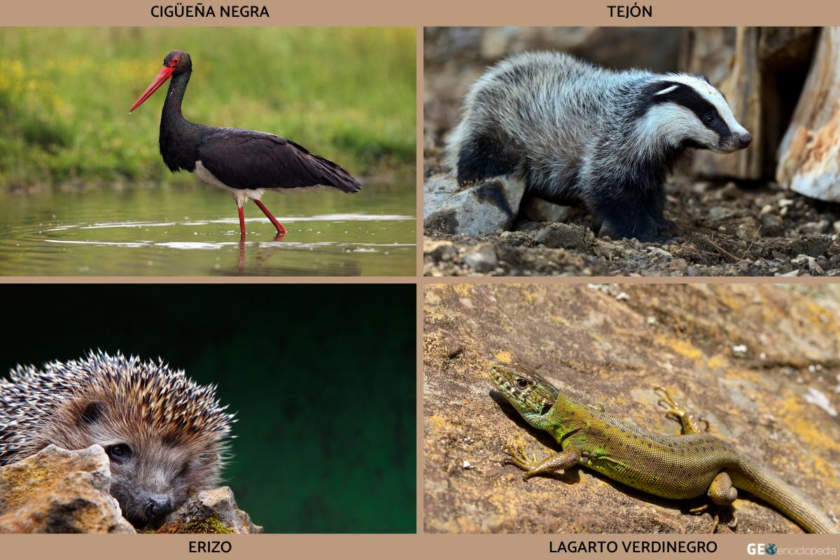 Río Duero - Características, historia, flora y fauna