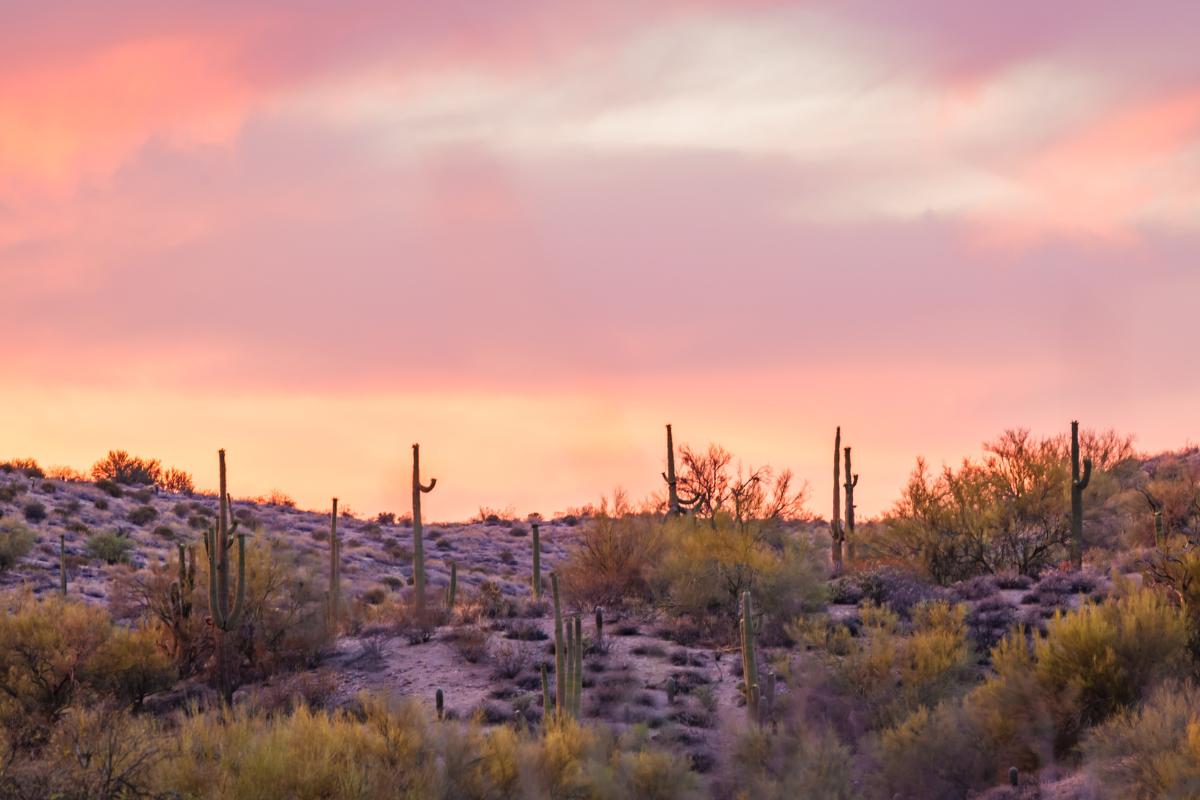 Clima desértico: qué es, características, temperatura, flora y fauna - Resumen