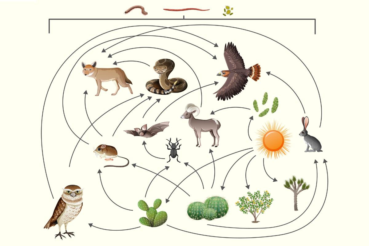Factores bióticos: qué son, características y ejemplos - Resumen