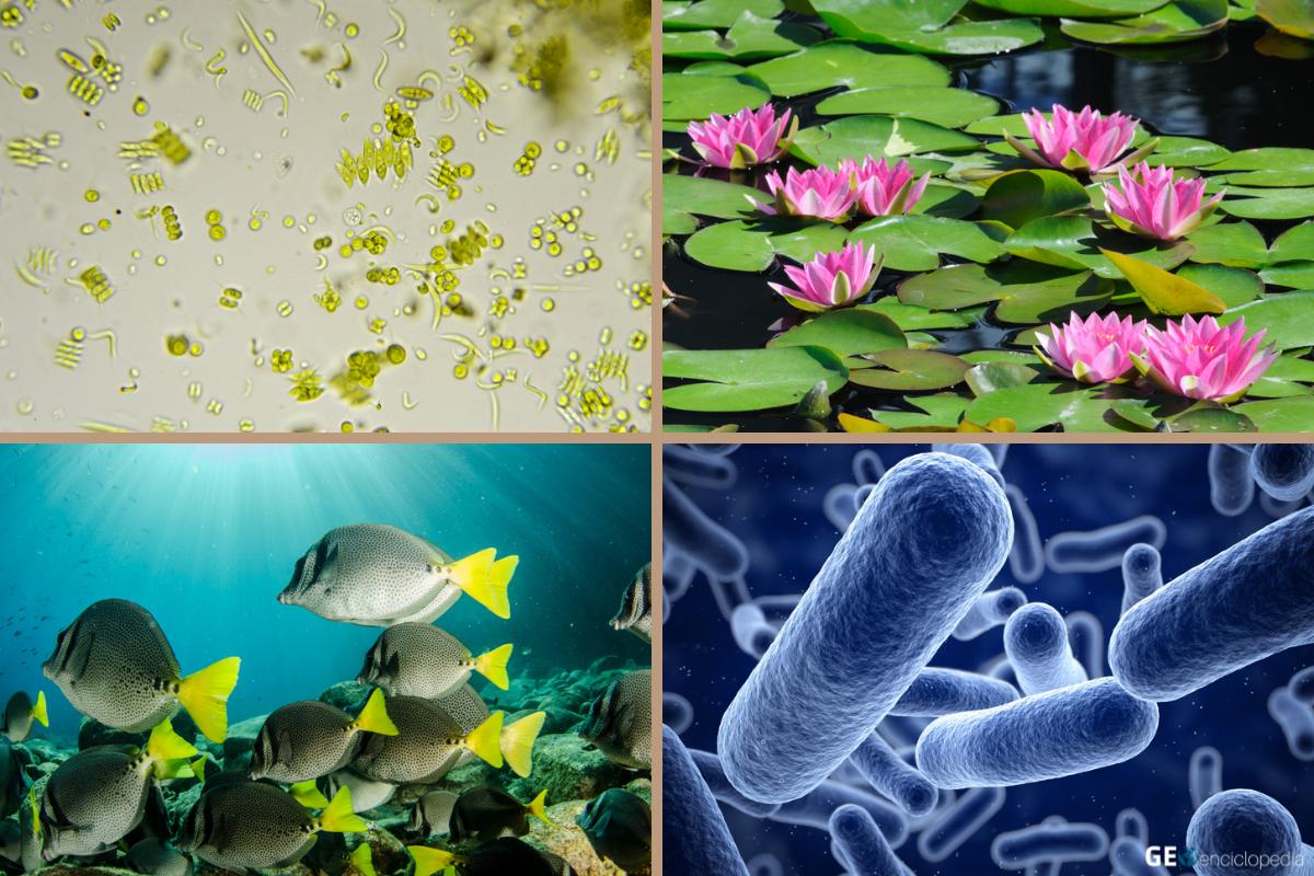 Factores bióticos: qué son, características y ejemplos - Resumen