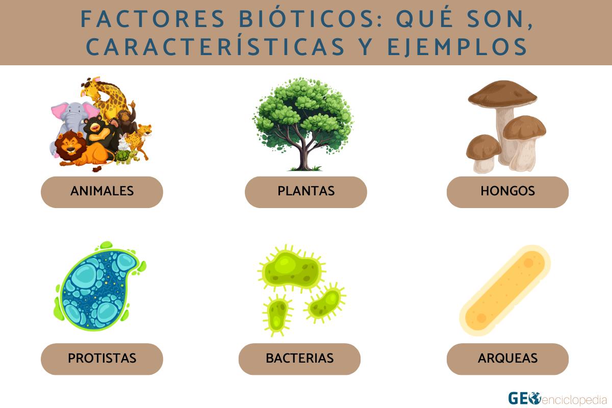 Factores bióticos: qué son, características y ejemplos - Resumen Factores bióticos: qué son, características y ejemplos - Resumen