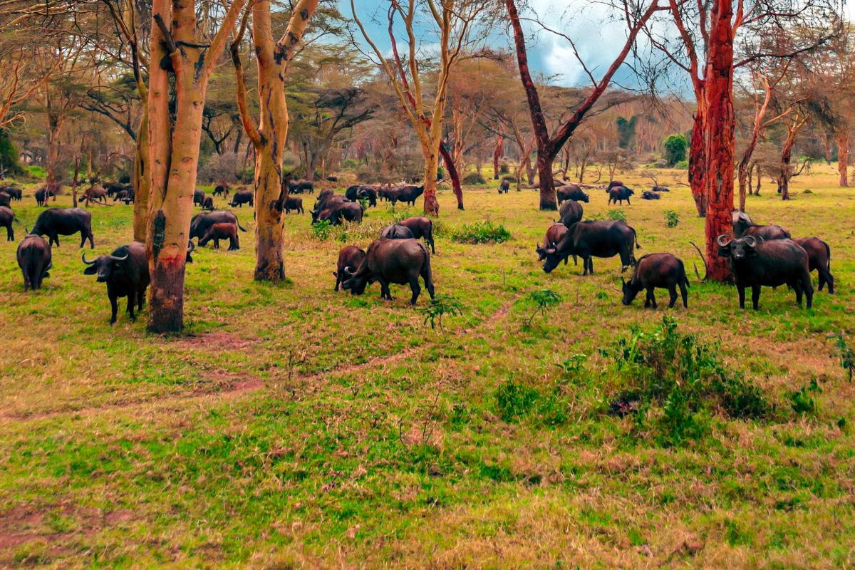 Reservas naturales: qué son, funciones, importancia, tipos y ejemplos