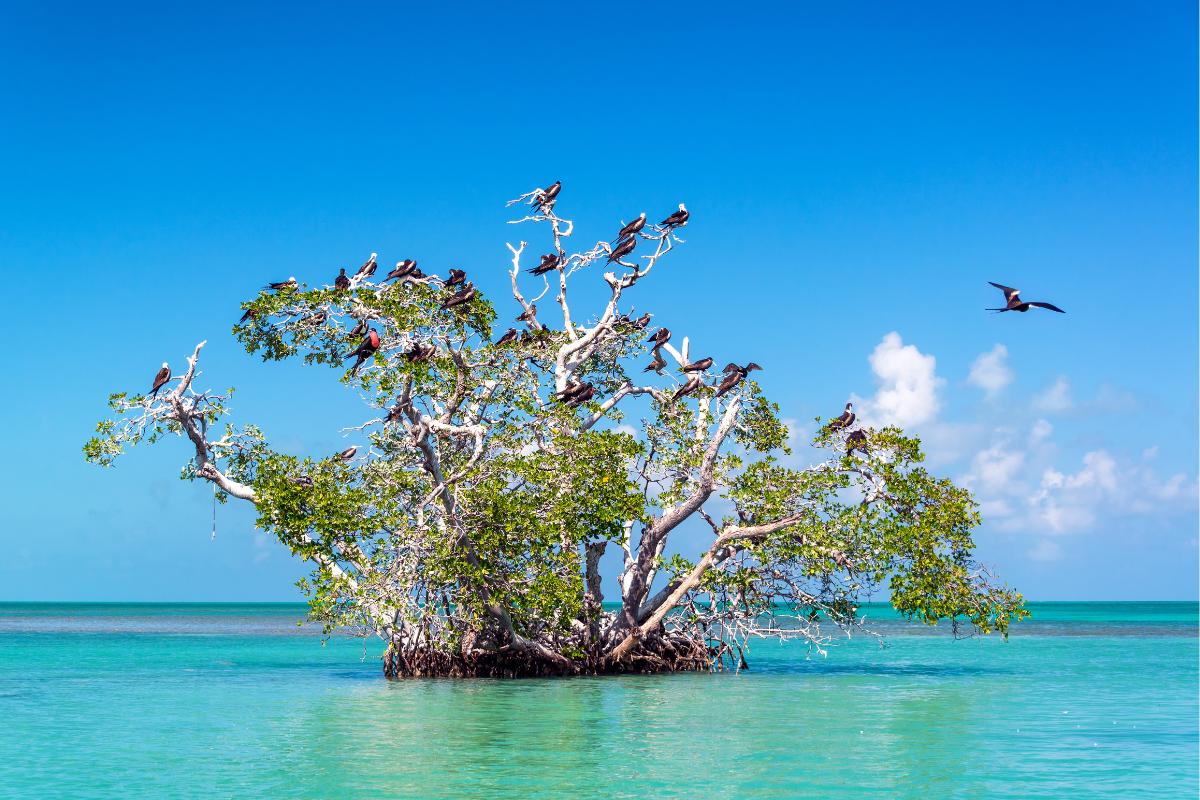 Reservas naturales: qué son, funciones, importancia, tipos y ejemplos
