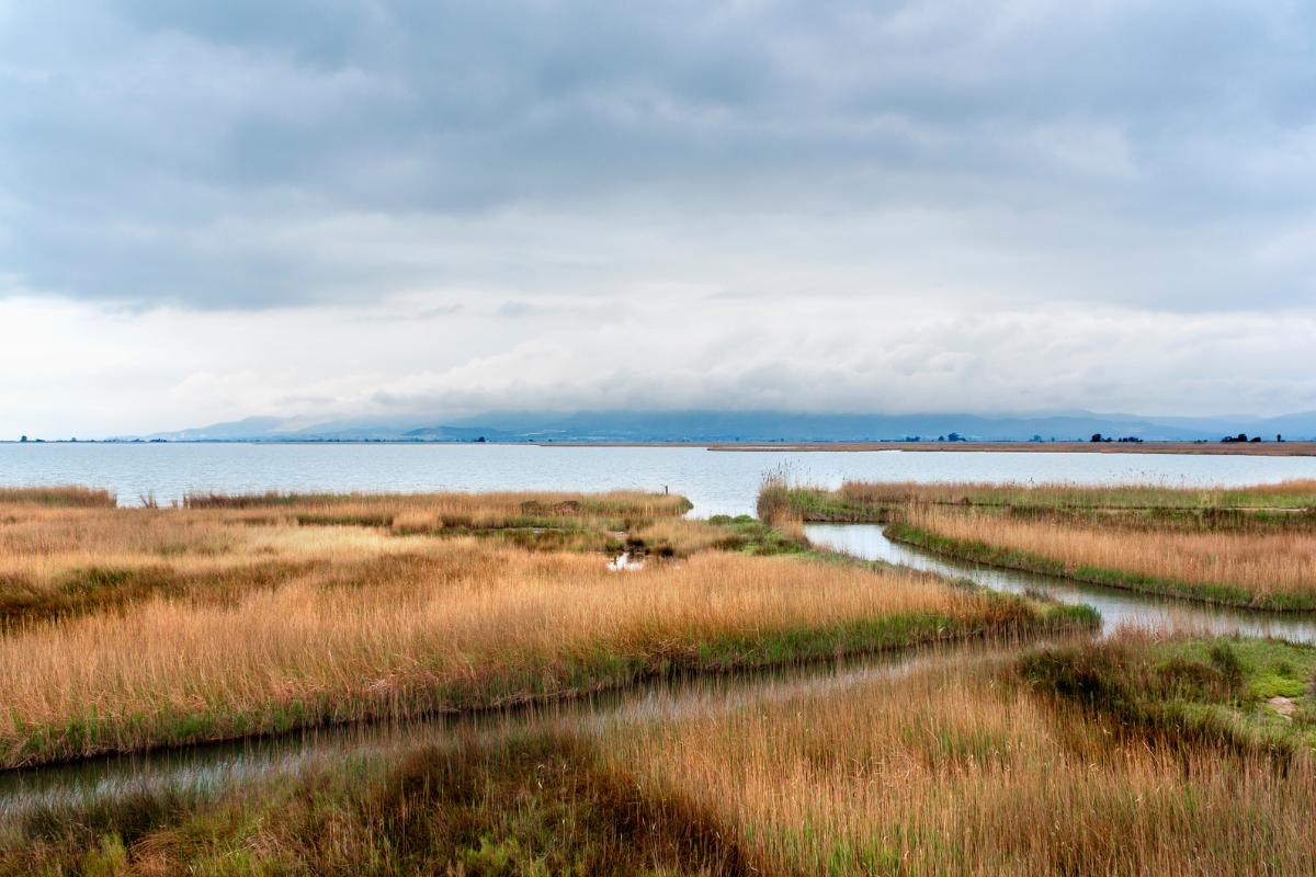 Delta: qué es, cómo se forma, tipos y ejemplos - Resumen