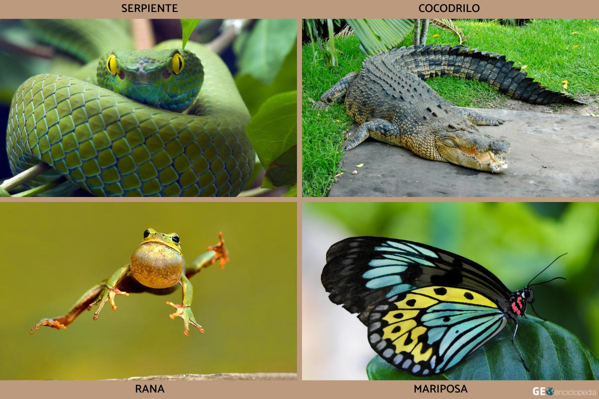 Clima tropical: qué es, características, flora y fauna - Resumen Clima tropical: qué es, características, flora y fauna - Resumen