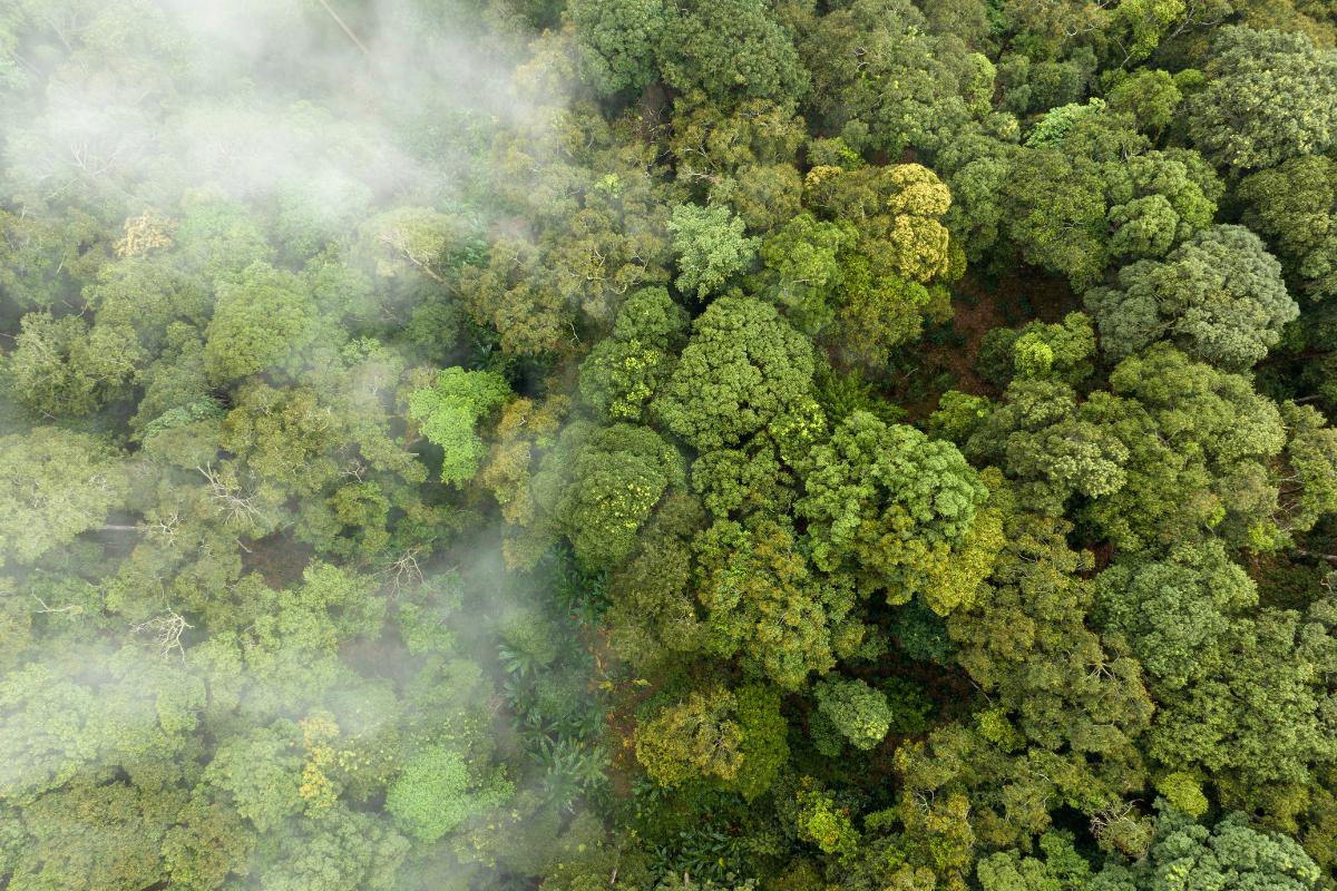 Ciclo del carbono: qué es, etapas e importancia - Resumen