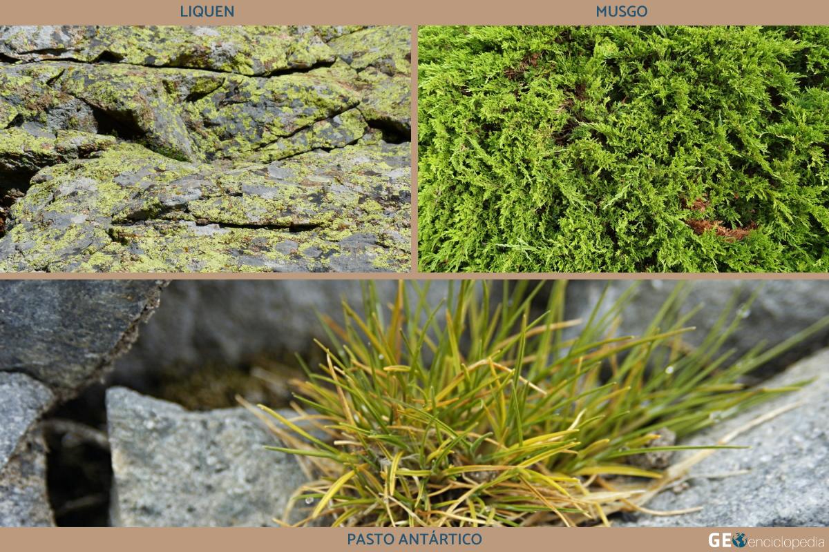 Hielos perpetuos: clima, distribución, flora y fauna - Resumen