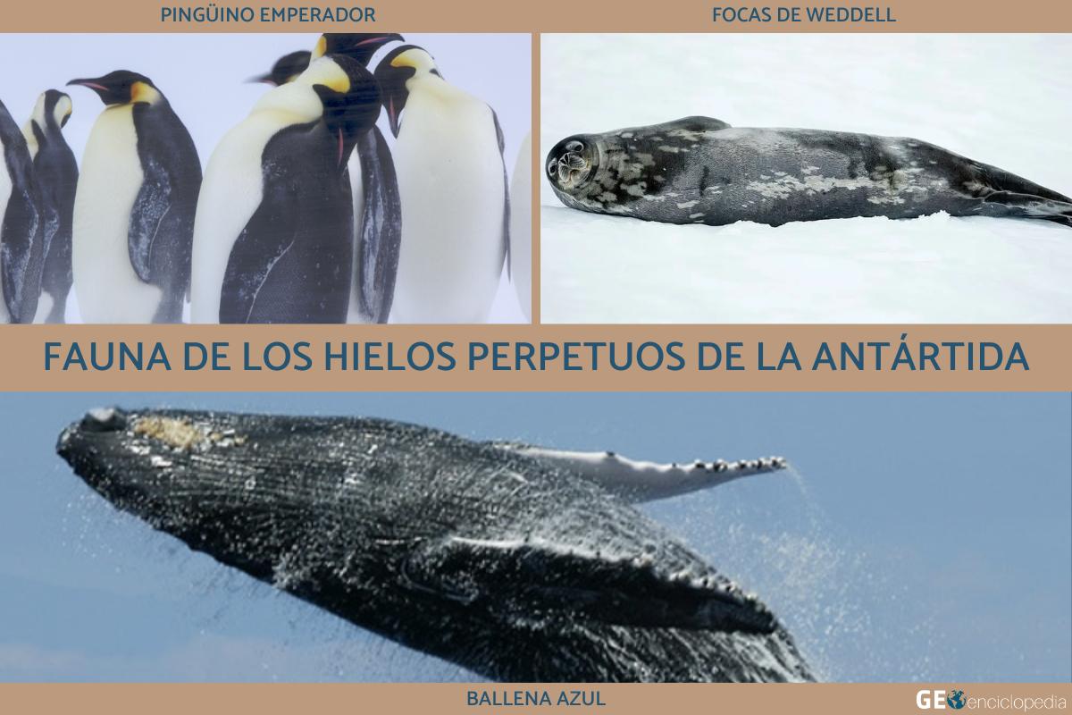 Hielos perpetuos: clima, distribución, flora y fauna - Resumen