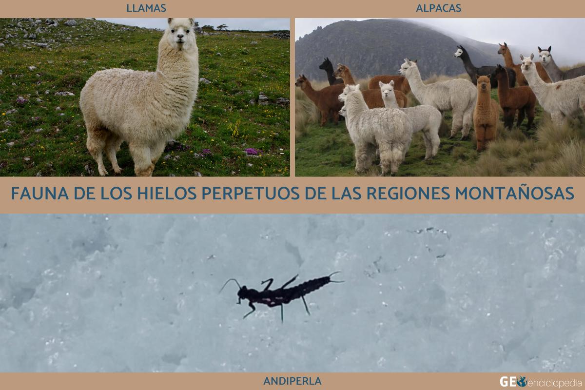 Hielos perpetuos: clima, distribución, flora y fauna - Resumen