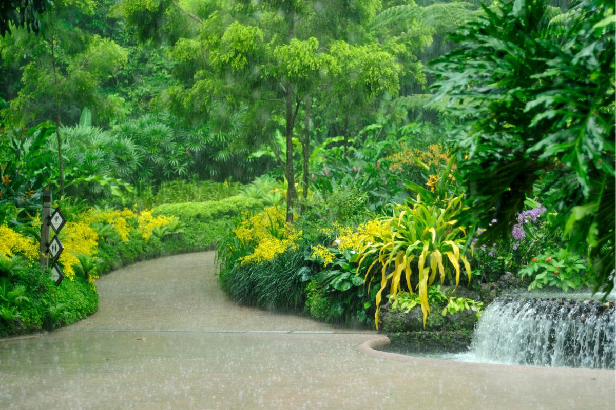Monzones: qué son, tipos, ejemplos y consecuencias - Resumen
