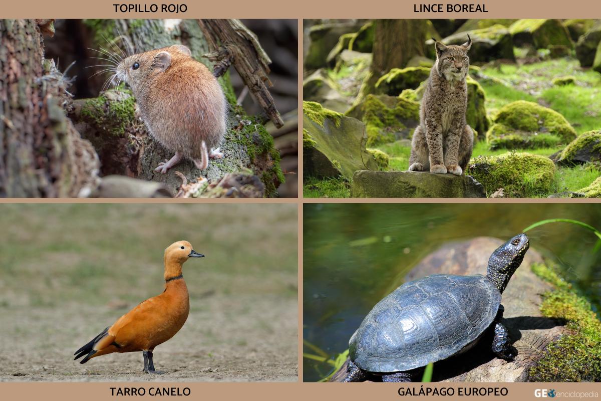 Río Volga - Características, historia, flora y fauna