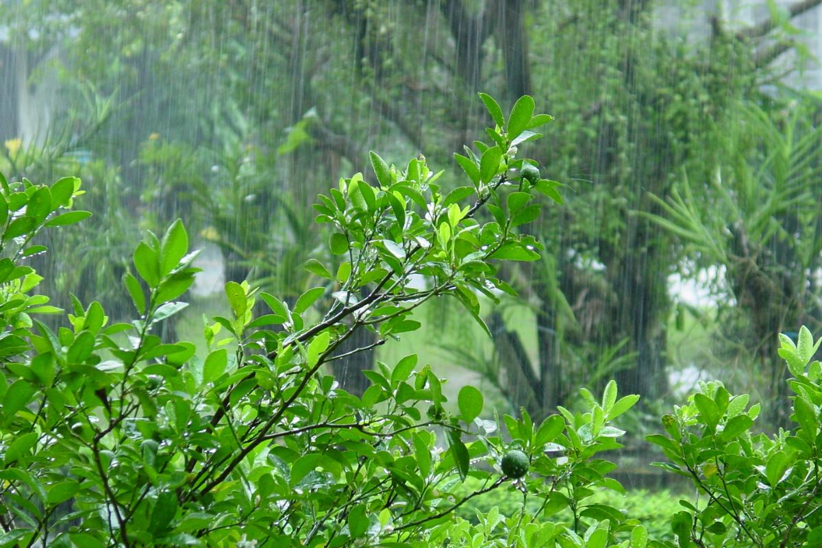 Clima monzónico: qué es, dónde se encuentra y características - Resumen