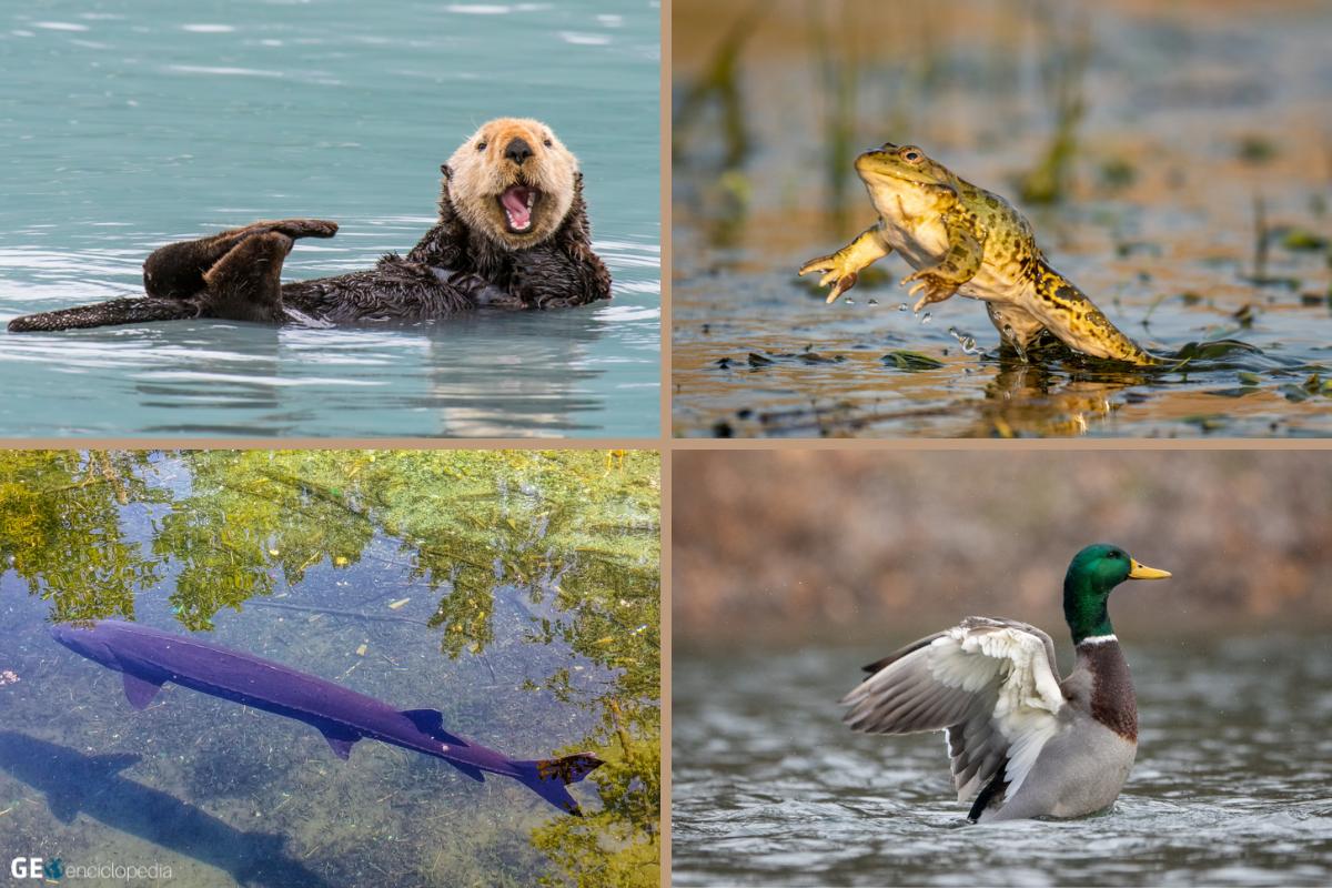 Lagos qué son cómo se forman y tipos Resumen | sexiezpix Web Porn