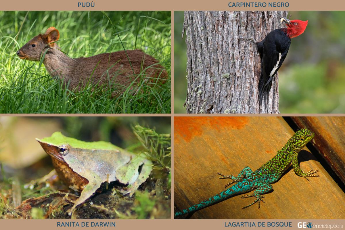 Selva valdiviana: qué es, clima, flora y fauna - Resumen