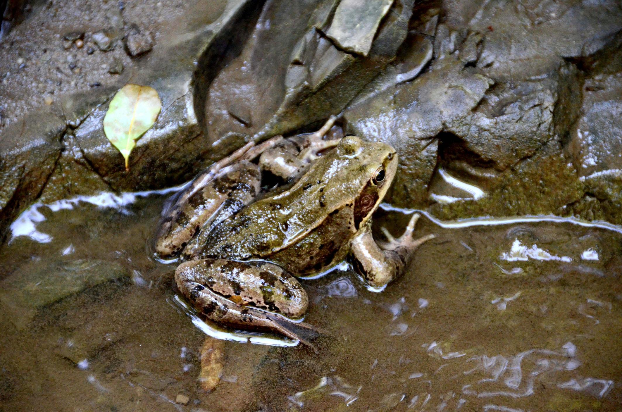 Ríos - Información y características