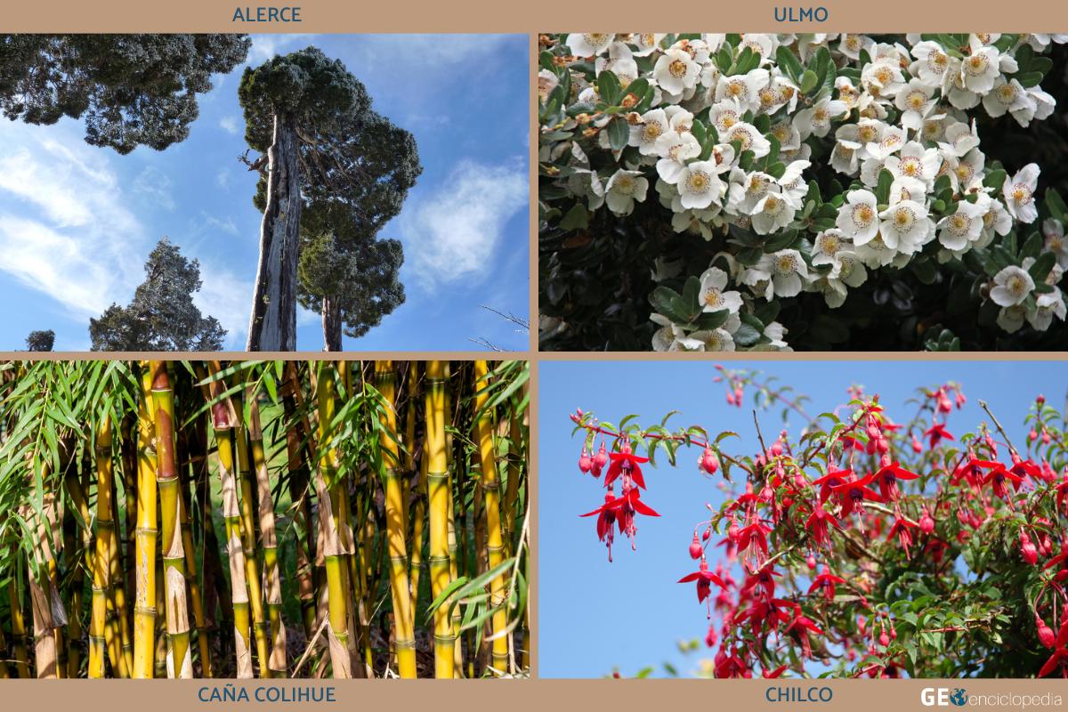 Selva valdiviana: qué es, clima, flora y fauna - Resumen