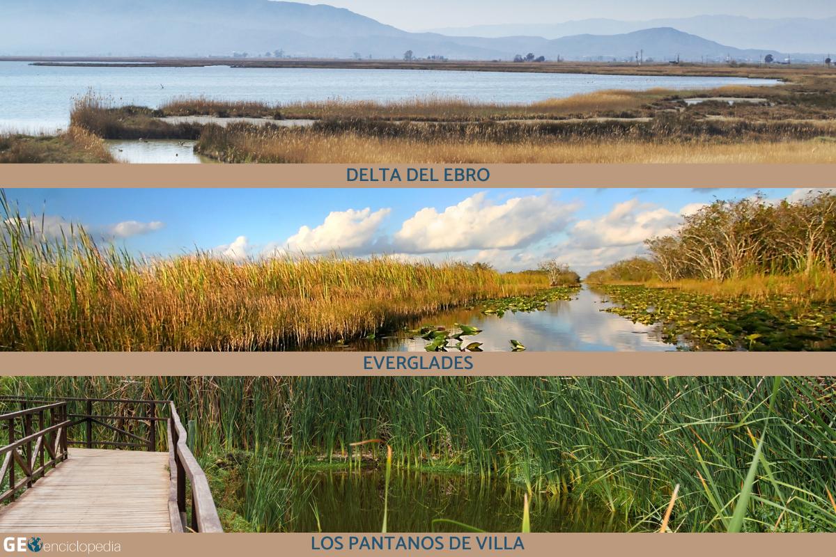 Marjales: qué son y formación - Resumen