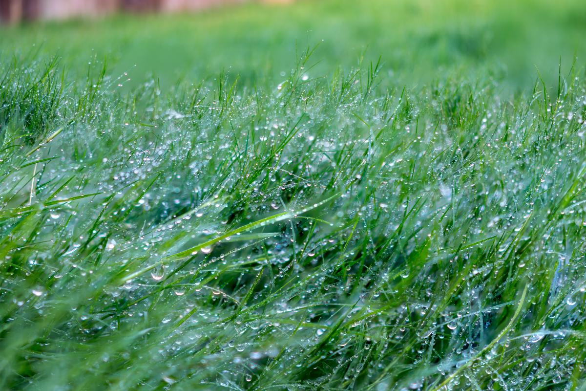 Rocío: qué es y cómo se forma - Resumen