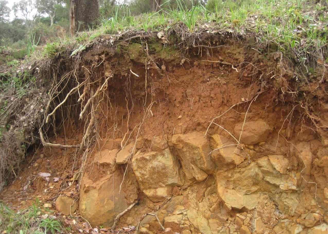 Edafología: definición, características e importancia - Resumen