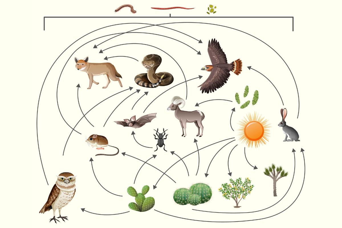 Flujo de energía en los ecosistemas: qué es, características y ejemplos ...