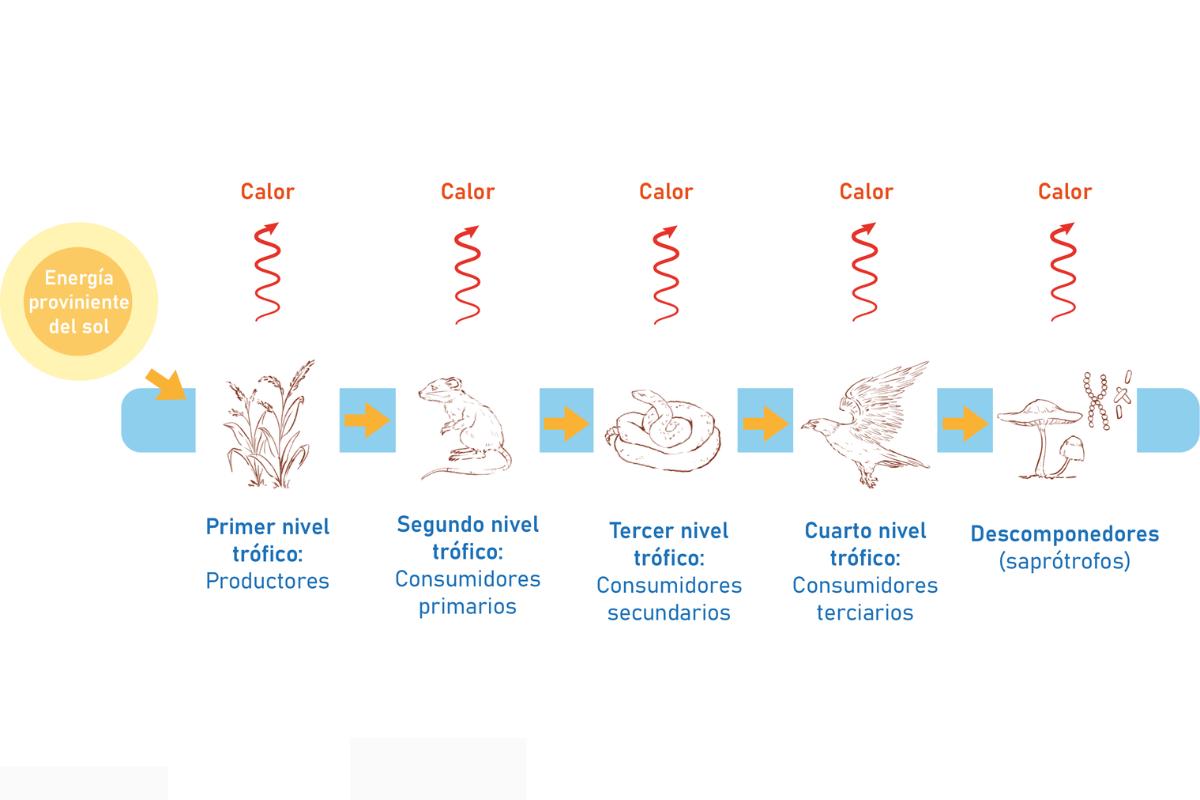 Flujo de energía en los ecosistemas: qué es, características y ejemplos ...