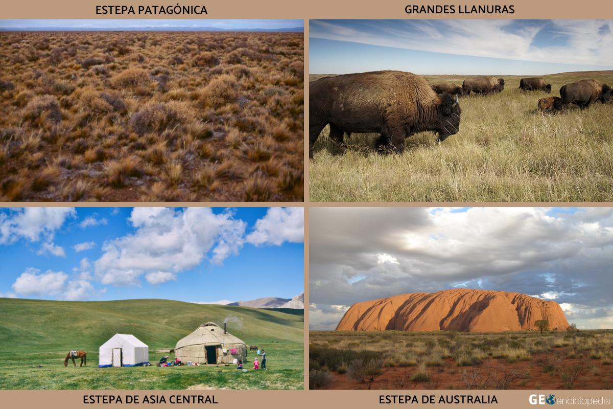 Estepa: qué es, clima, flora, fauna y ejemplos - Resumen