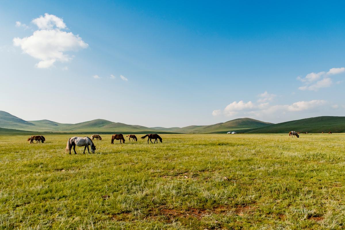 Estepa: qué es, clima, flora, fauna y ejemplos - Resumen