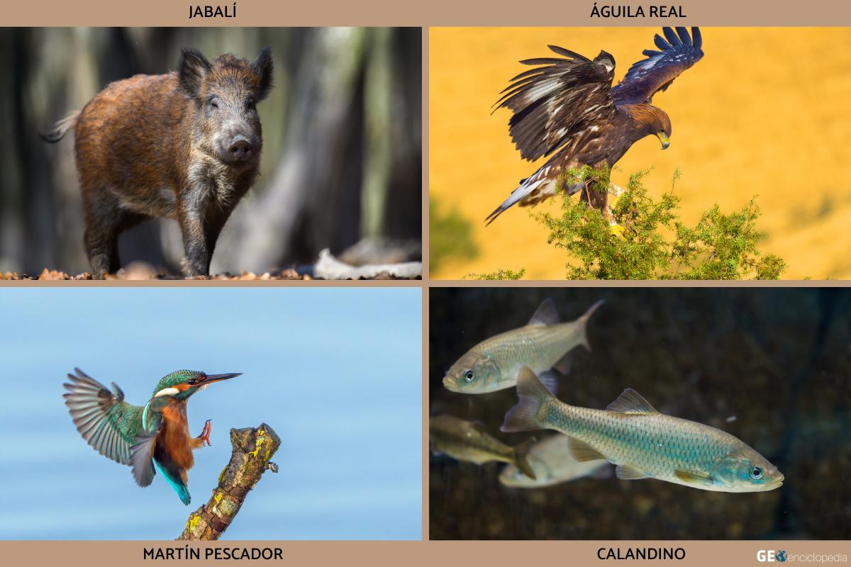 Río Alberche - Características, historia, flora y fauna